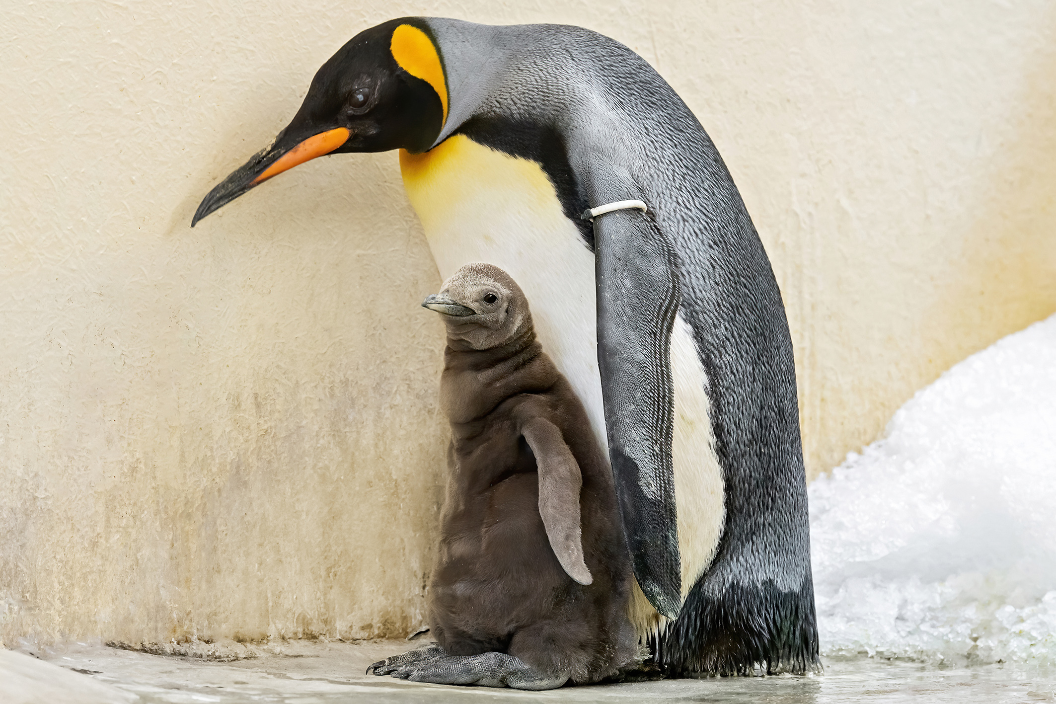 Prinova kraljevskog pingvina u bečkom zoološkom vrtu | Dunav.at